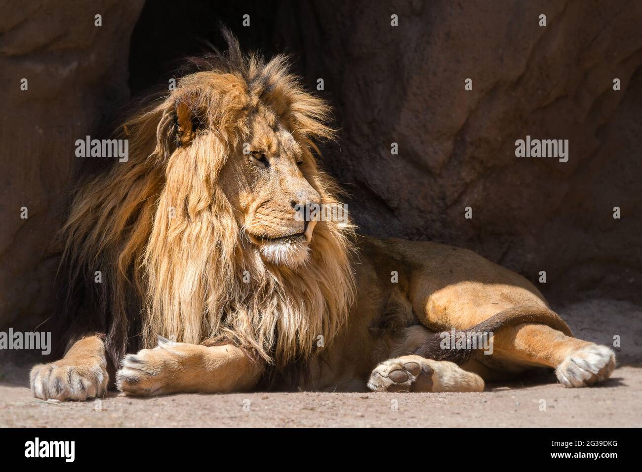 Lion claws hi-res stock photography and images - Alamy