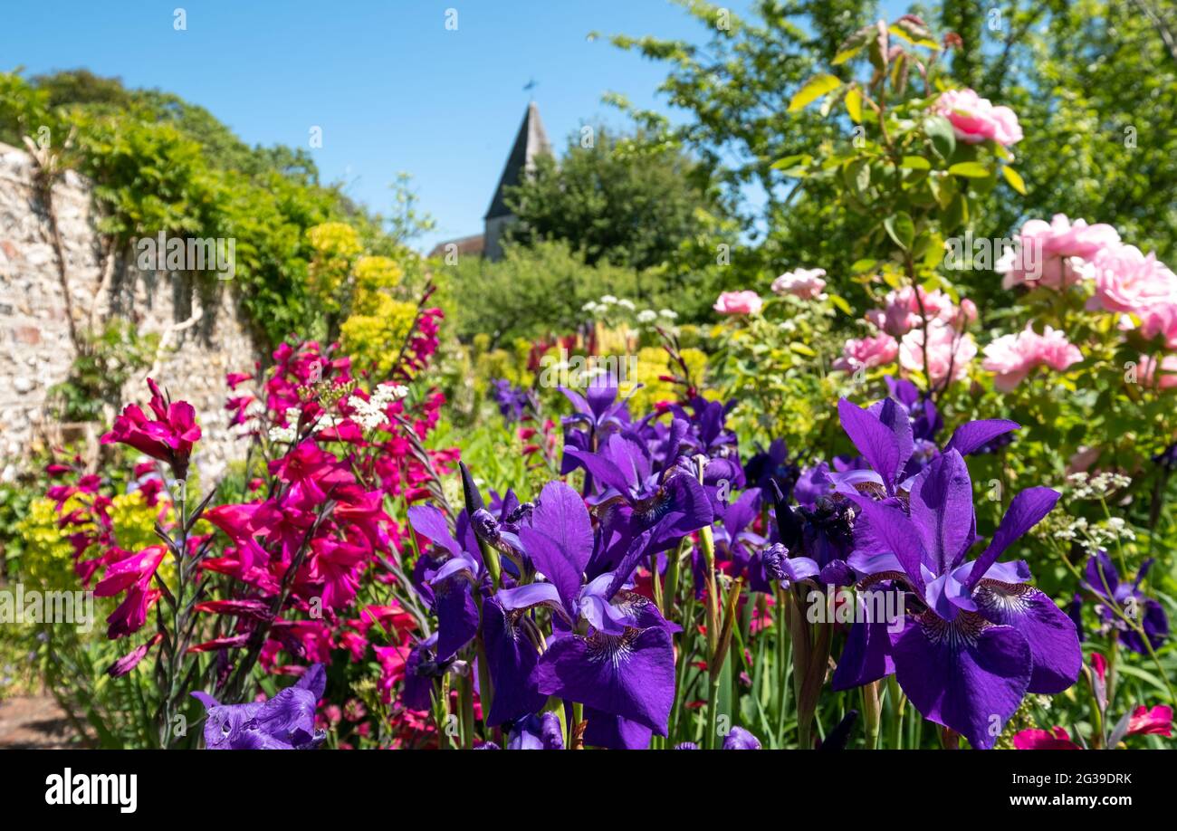 Stunning iris flowers and foliage, photographed at Monk's House, in ...
