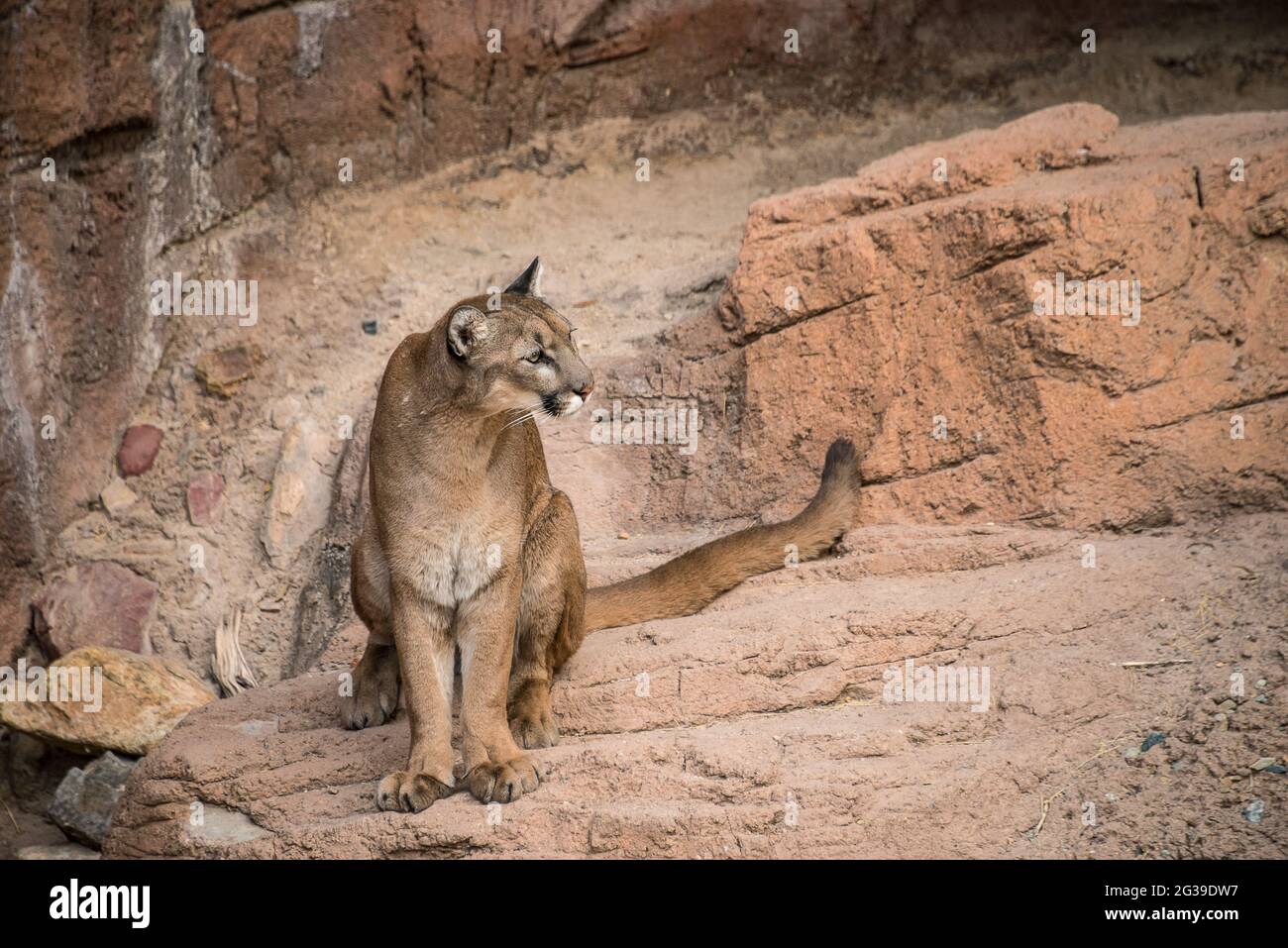 Mountain lion claws hi-res stock photography and images - Alamy