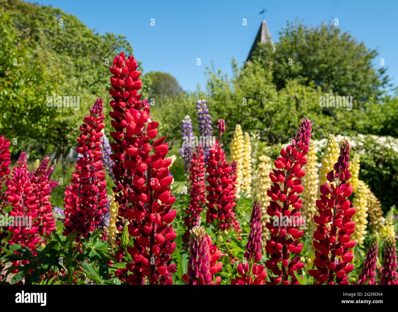 Stunning red and yellow lupin flowers with green foliage, photographed ...