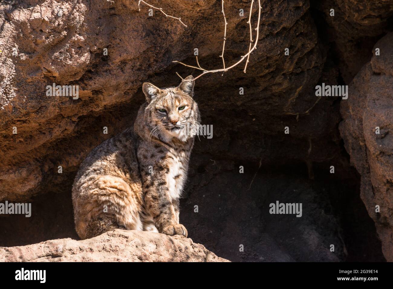 Bobcat in Arizona Stock Photo - Alamy
