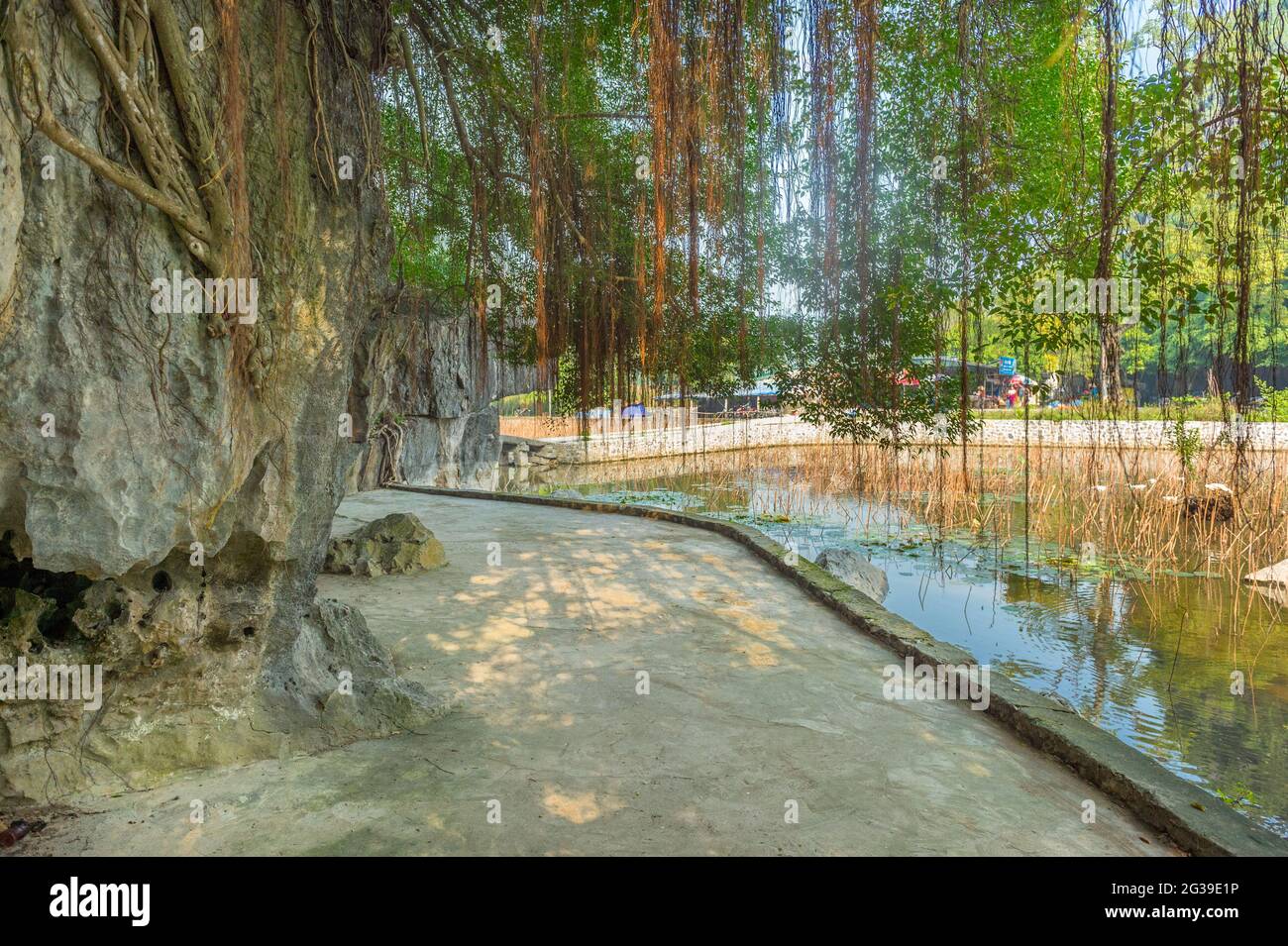 A view of the stringy trees along the pathway at Bich Dong temple in ...