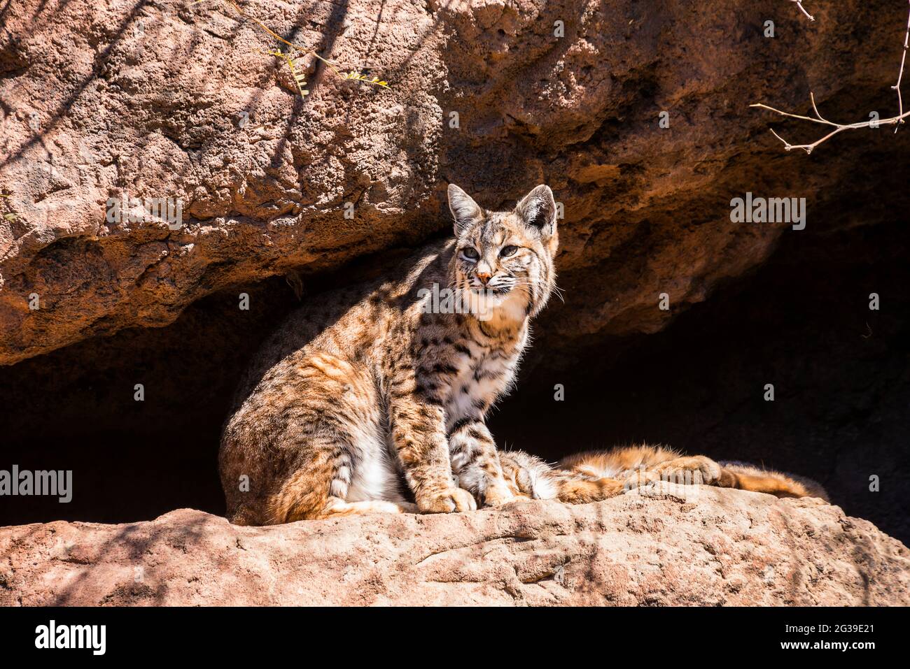 Bobcat in Arizona Stock Photo - Alamy
