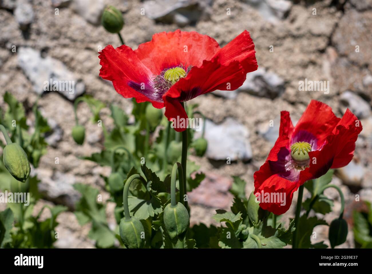 Stunning poppies, photographed at Monk's House, in Virginia' Woolf's ...