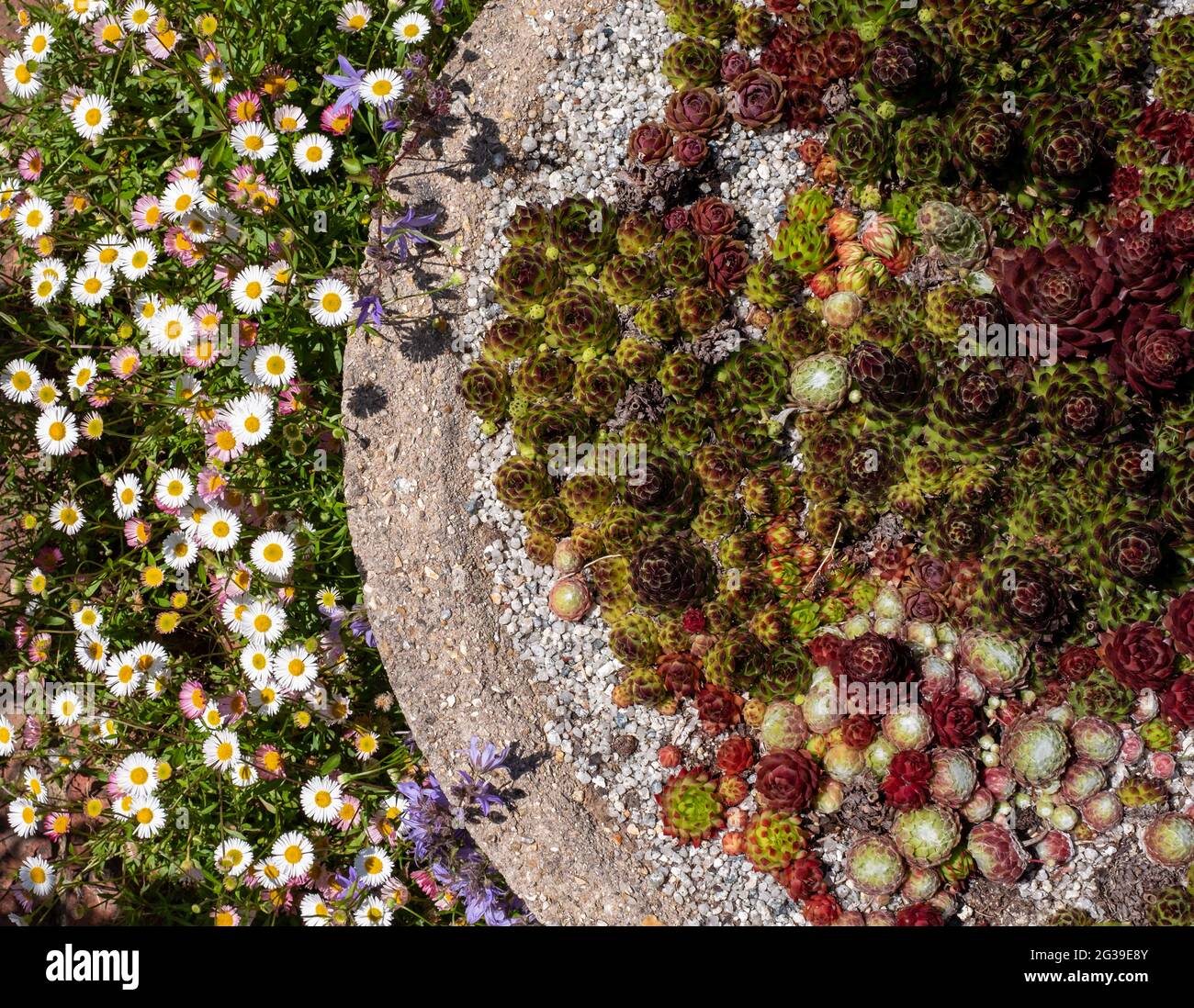 Stunning flowers and foliage, photographed at Monk's House, in Virginia ...