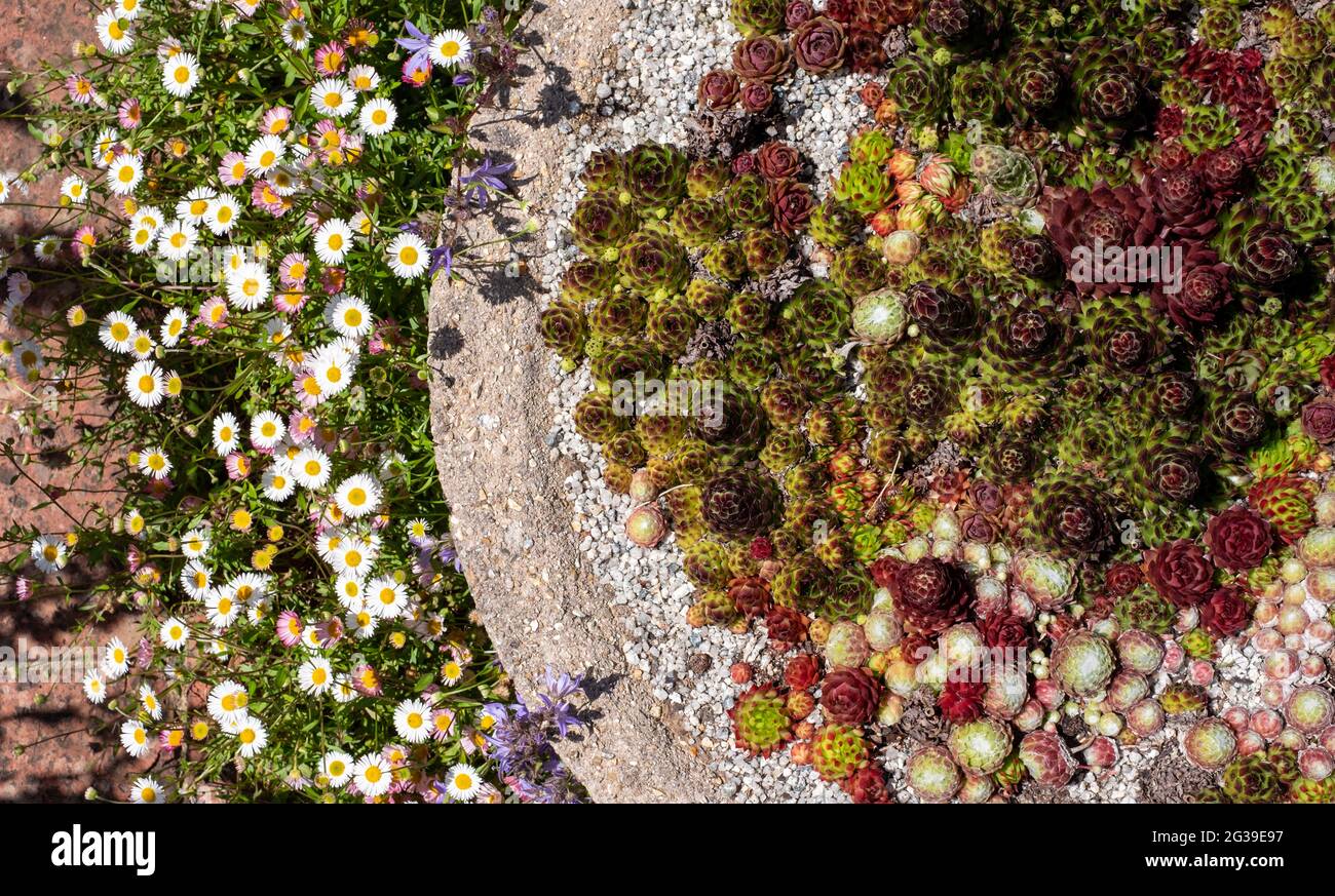 Stunning flowers and foliage, photographed at Monk's House, in Virginia ...