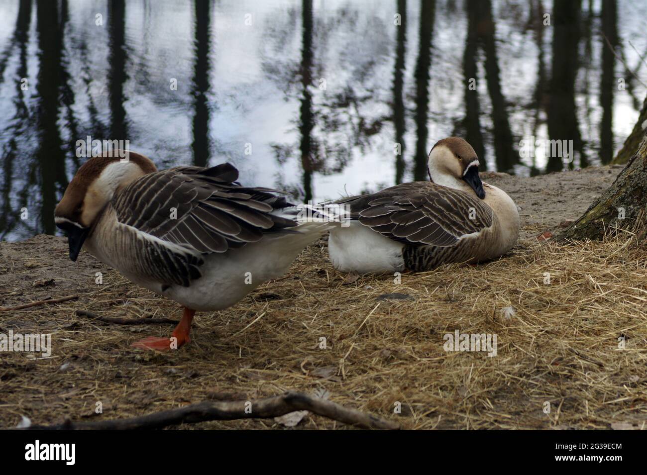 Sleeping swan geese Stock Photo - Alamy