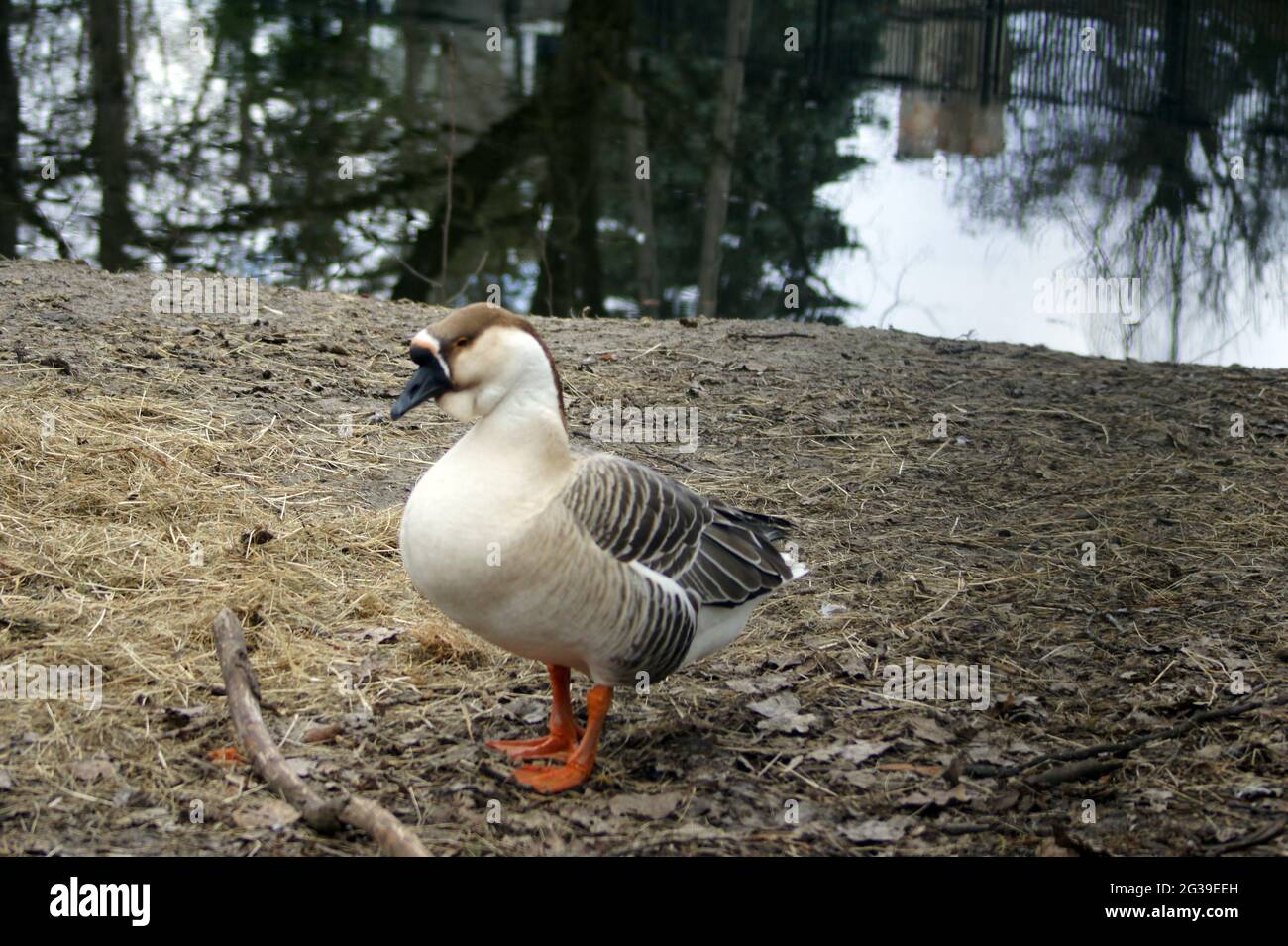 Swan goose portrait Stock Photo - Alamy