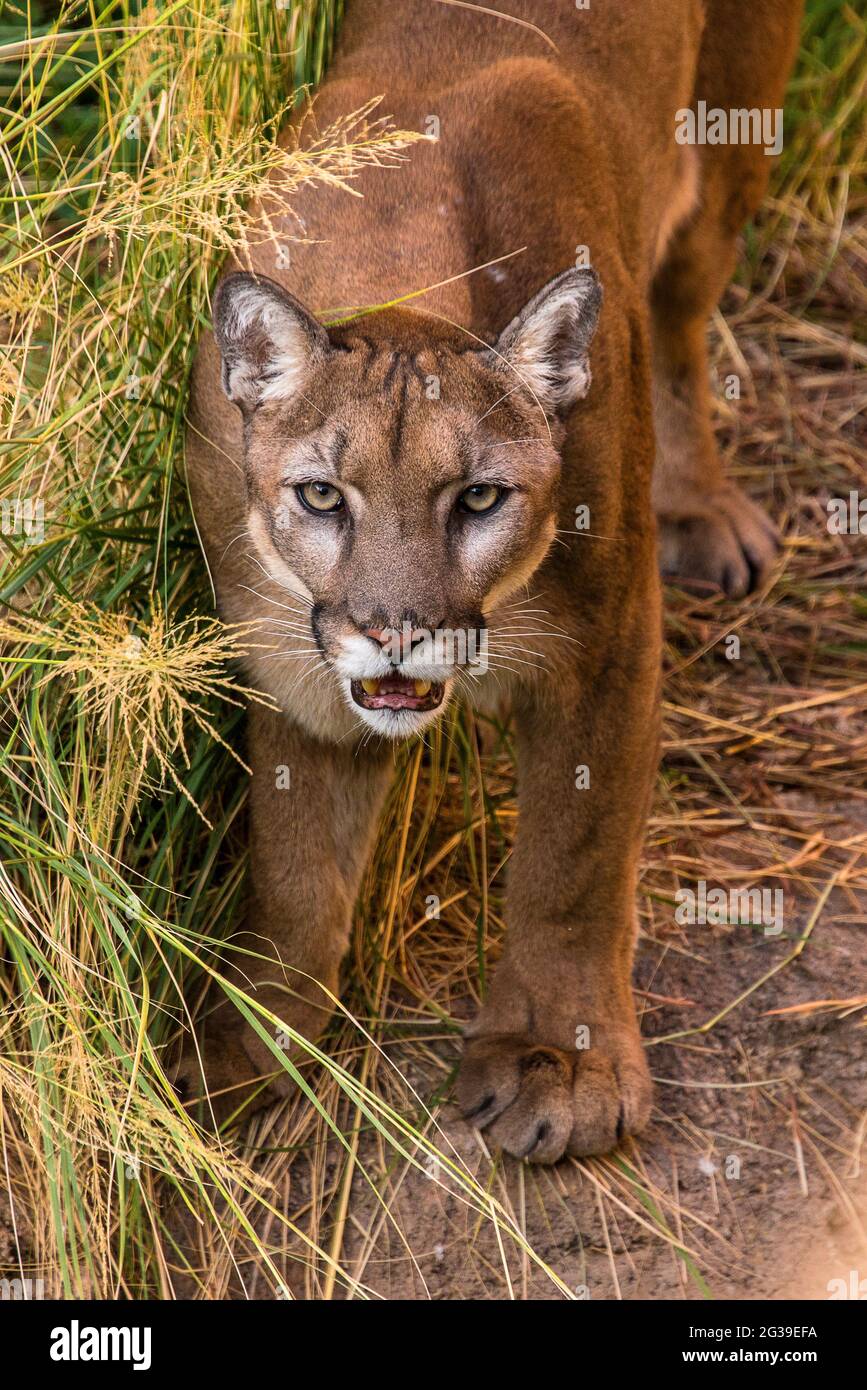 Mountain lion claws hi-res stock photography and images - Alamy