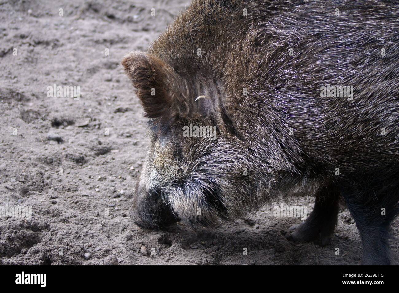 Boar sniff hi-res stock photography and images - Alamy