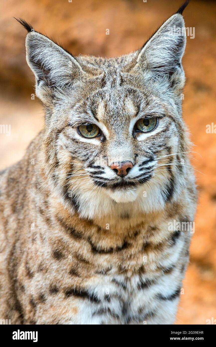 Bobcat in Arizona Stock Photo - Alamy