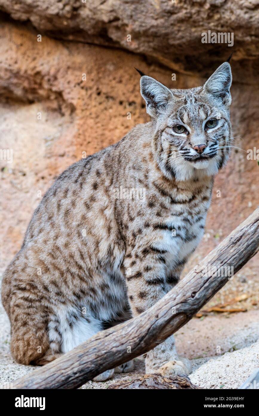 Arizona Bobcat