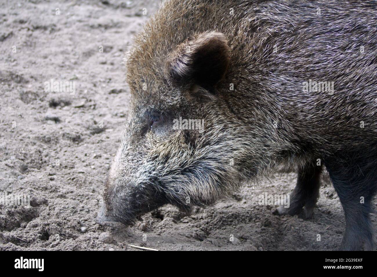 Boar sniff hi-res stock photography and images - Alamy