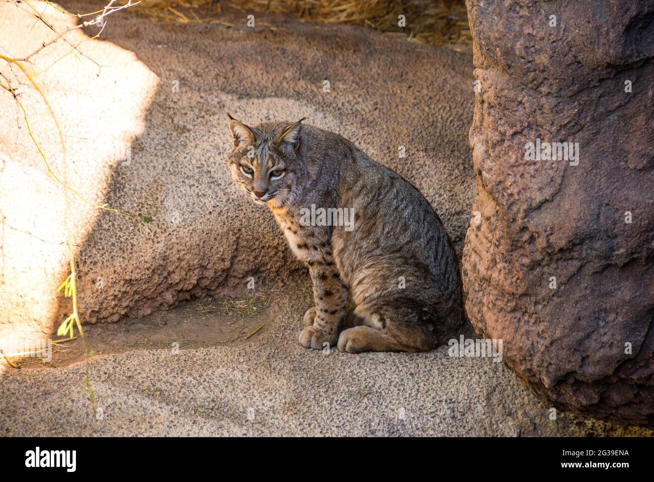 Bobcat in Arizona Stock Photo - Alamy