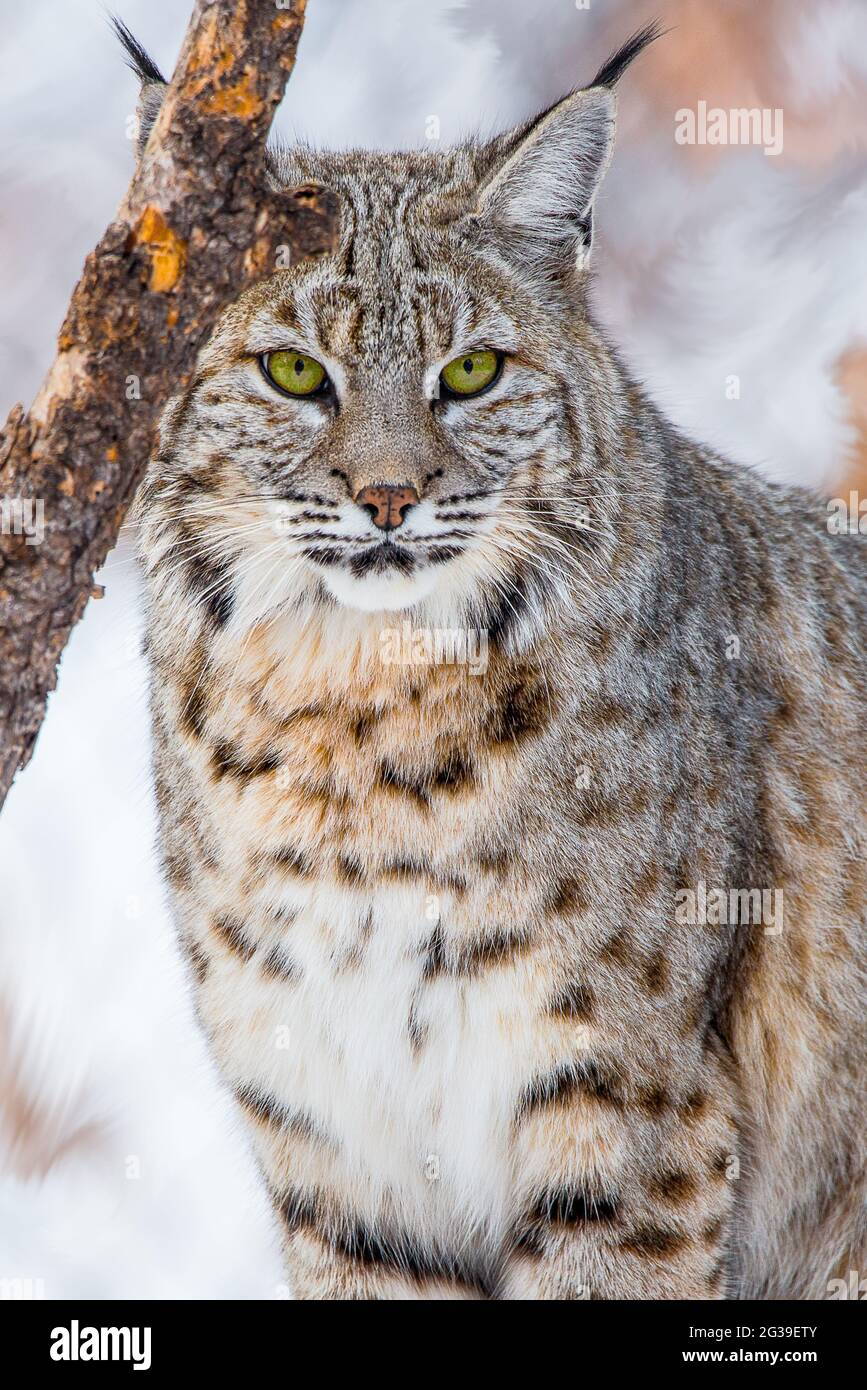 Bobcat in Arizona Stock Photo - Alamy