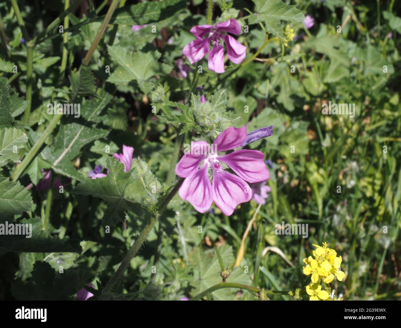 Purple flowers of common mallow in Greek countryside in springtime ...