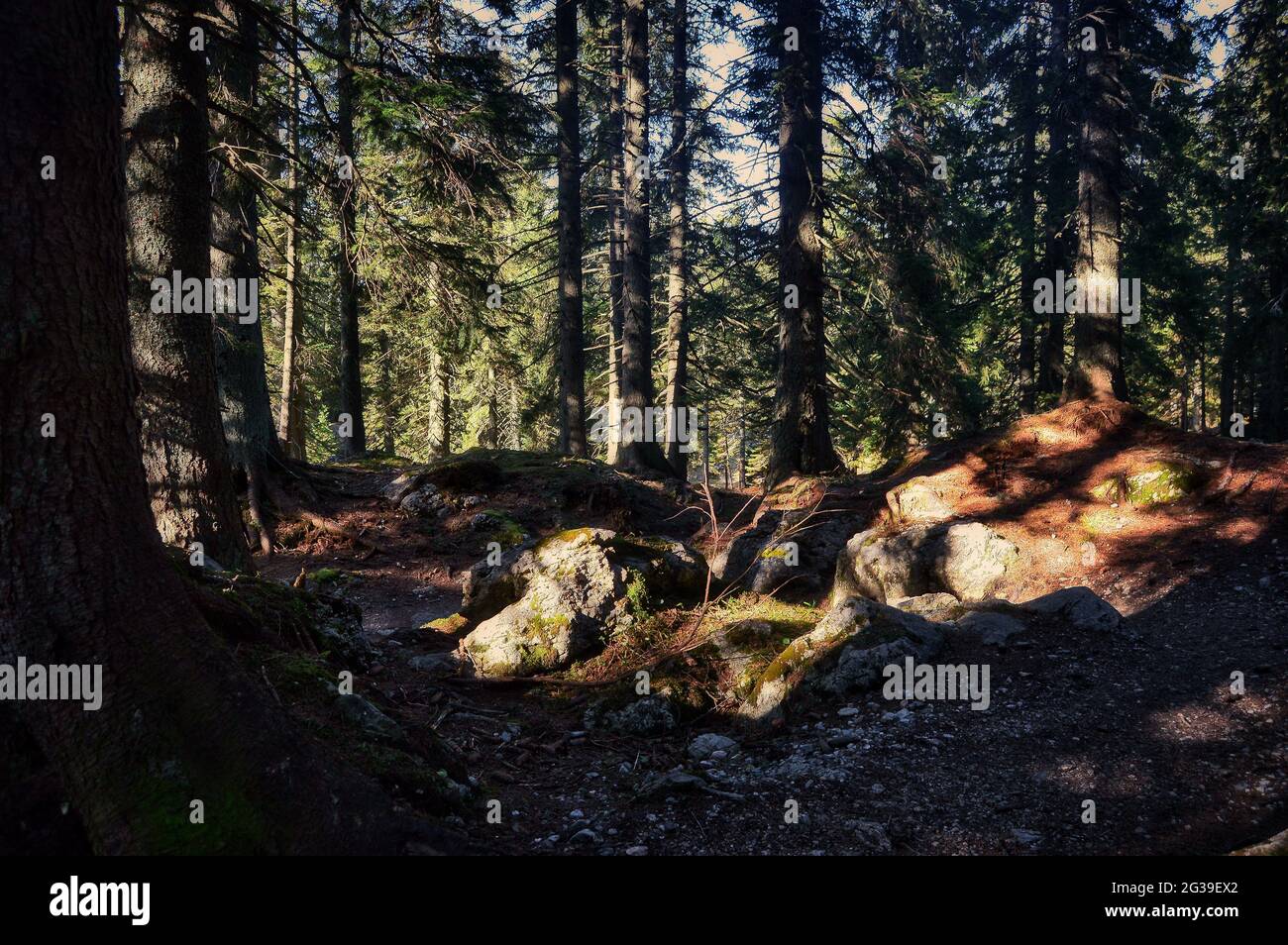 shadow woods and forest with a path, stones, trees, and foliage Stock ...