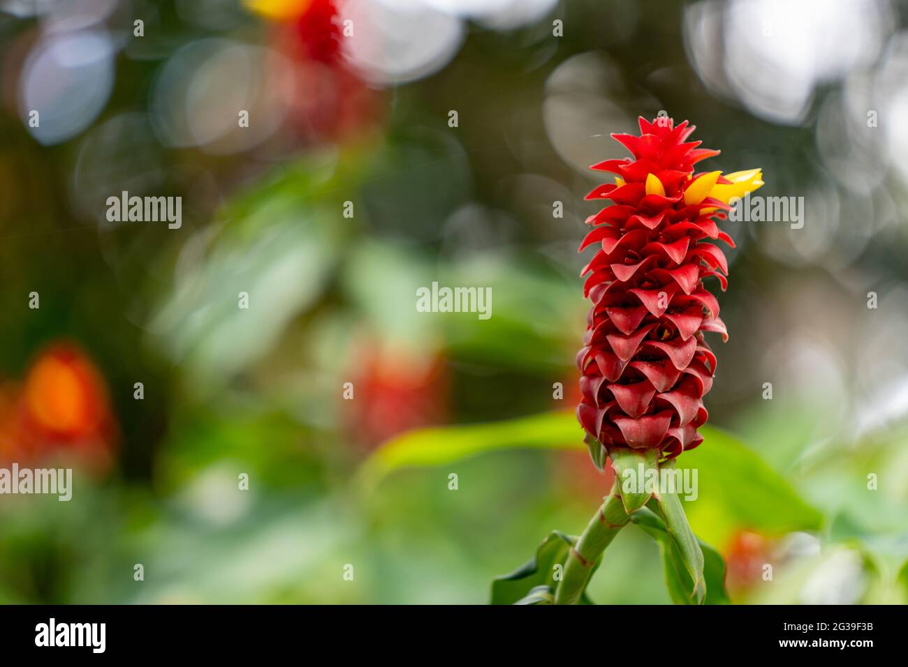 Red ginger plant hi-res stock photography and images - Alamy