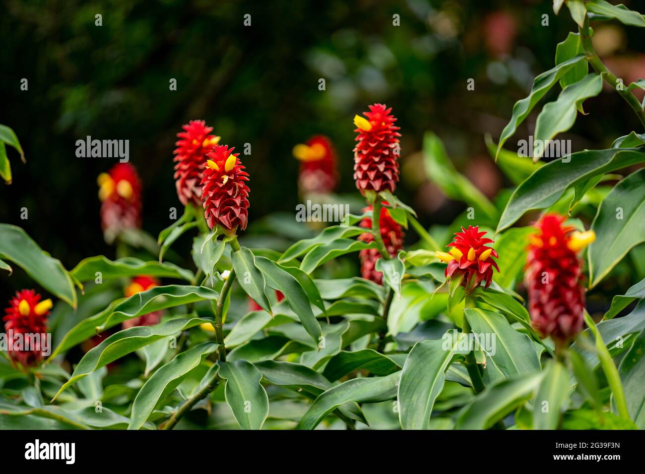Photo of red ginger plant Stock Photo - Alamy