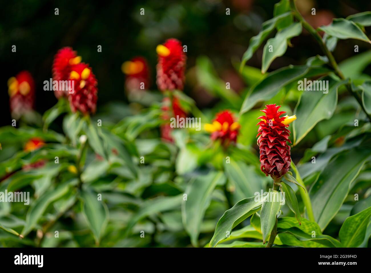 Photo of red ginger plant Stock Photo - Alamy