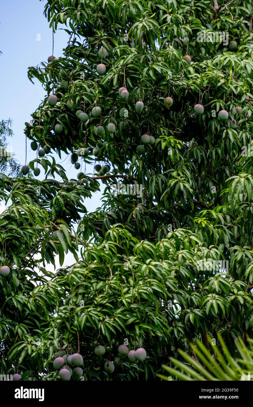 Mango tree ripe fruit Stock Photo - Alamy