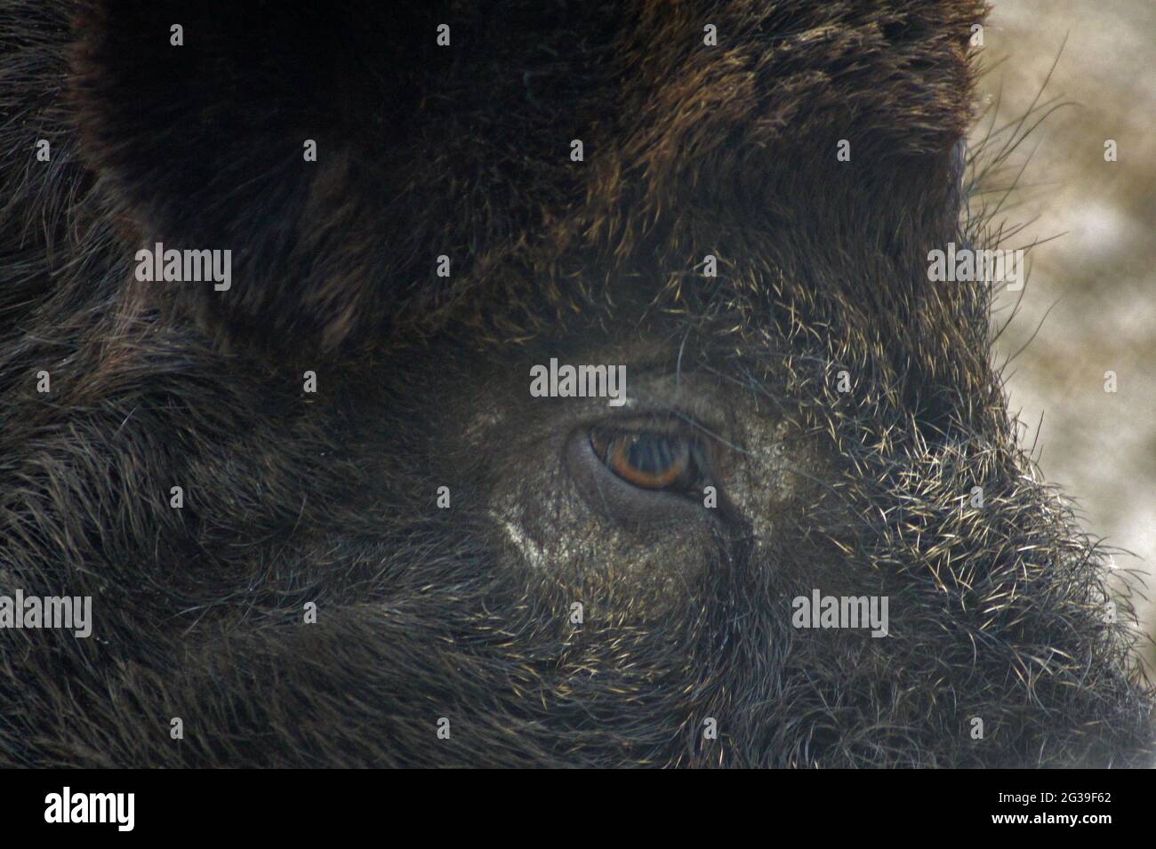 Wild boar face detail Stock Photo - Alamy