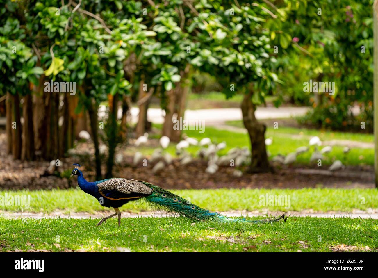 Beautiful peacock in an outdoor nature setting Stock Photo - Alamy