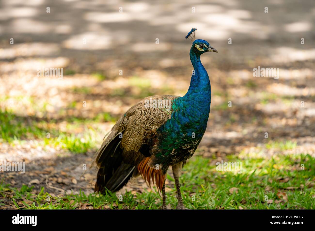 Peacock Bird Photography Peacock. A Bird In The Wild. The National