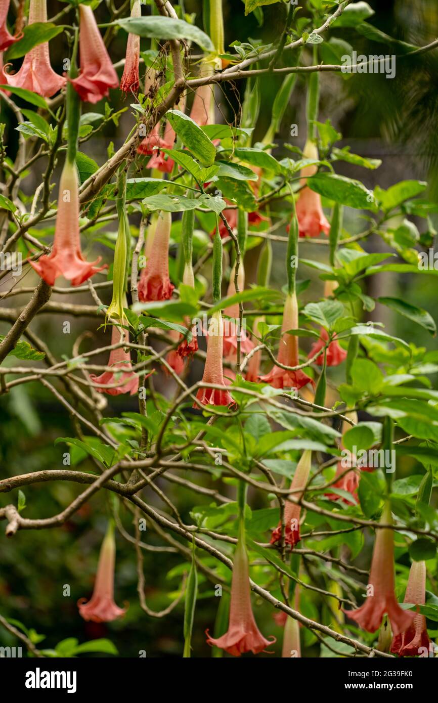 Cantua flower hi-res stock photography and images - Alamy