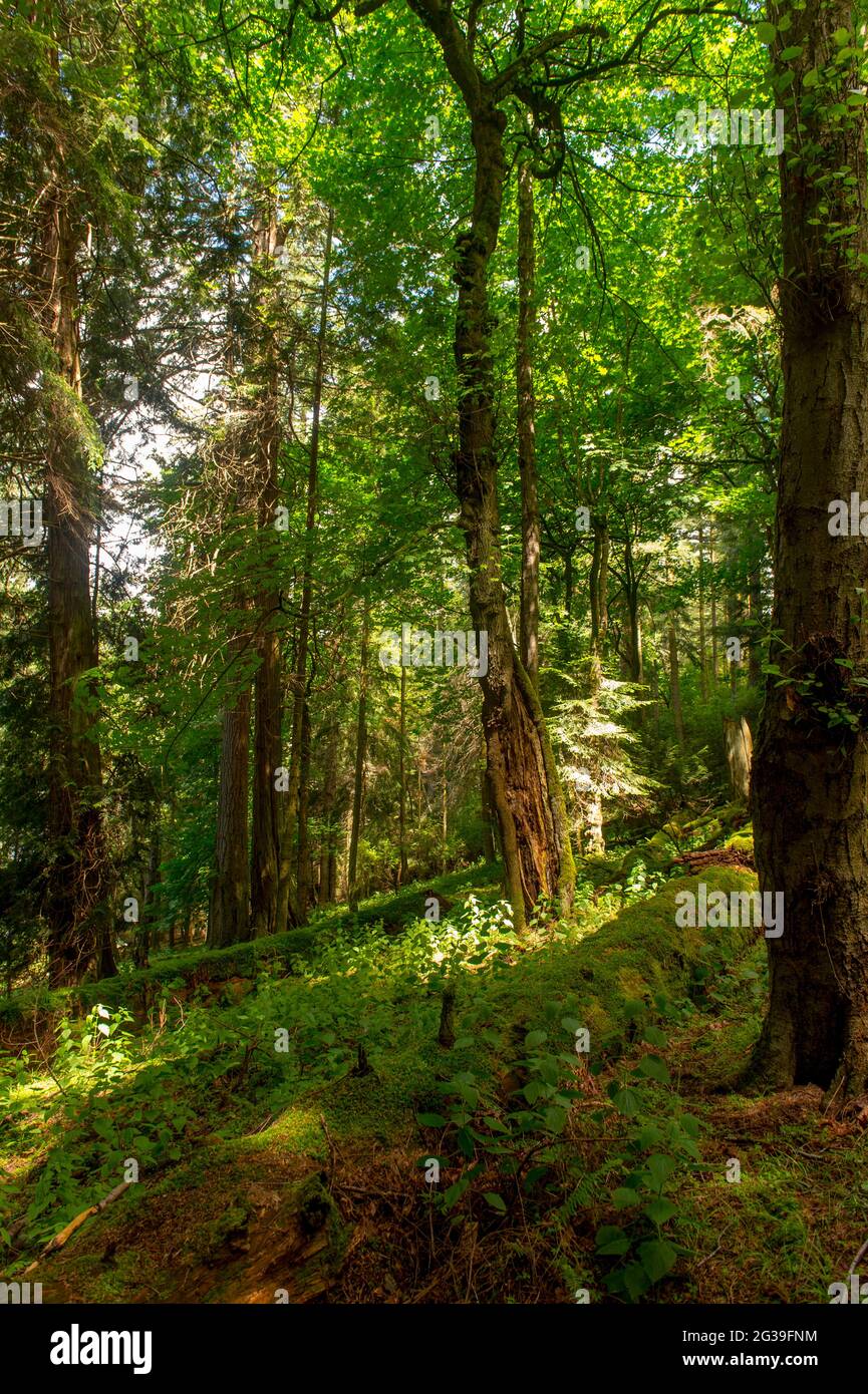The forest along the Obstruction Pass State Park Trail on Orcas Island ...