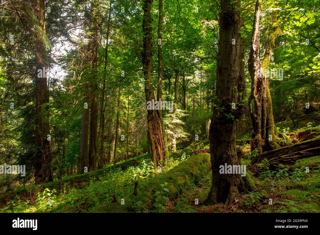 The forest along the Obstruction Pass State Park Trail on Orcas Island ...