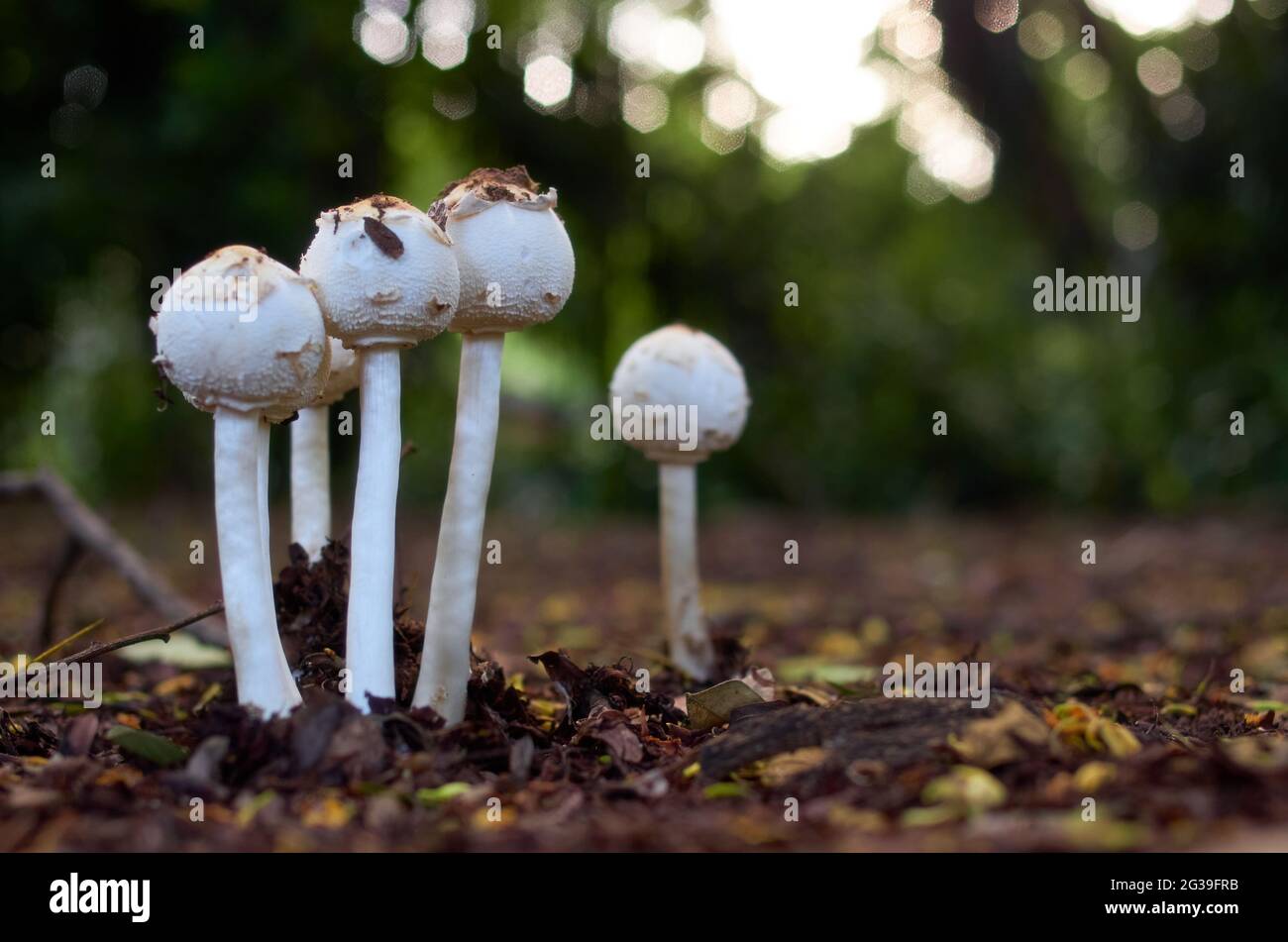 Little white bud hi-res stock photography and images - Alamy