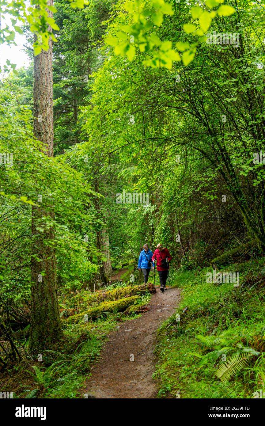 Senior women (model released) hiking through the forest on the ...