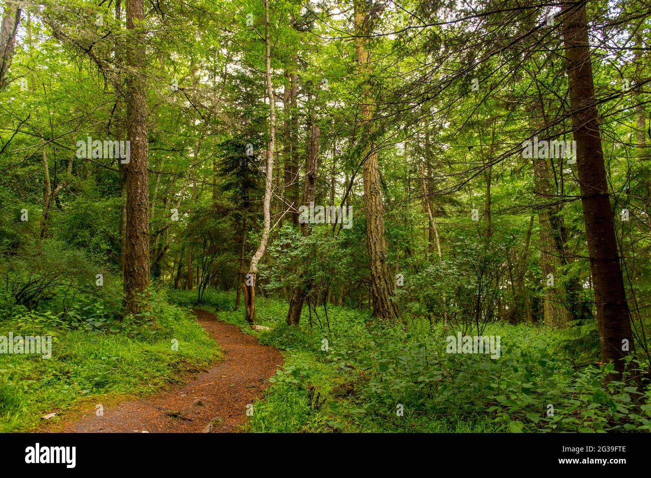 Obstruction pass state park trail hi-res stock photography and images ...