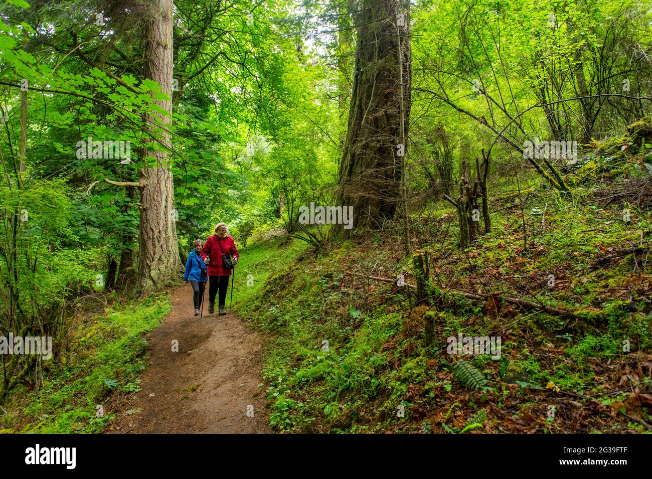 Senior women (model released) hiking through the forest on the ...