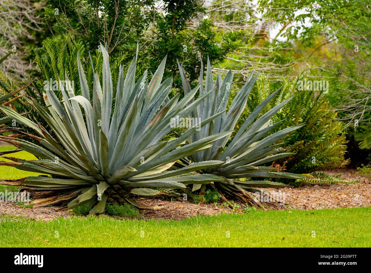 Photo of Blue agave in Florida Stock Photo - Alamy