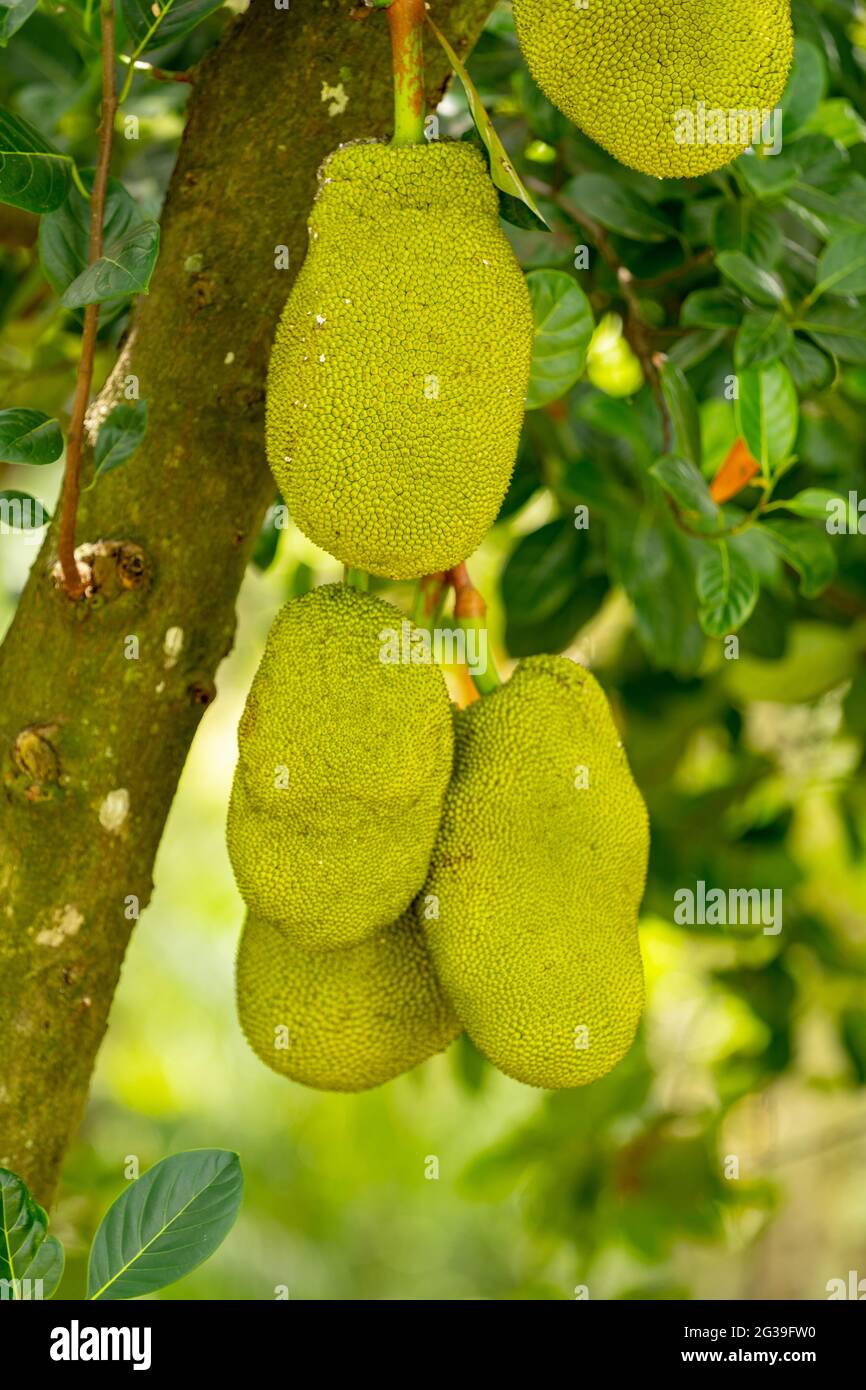 Photo of colorful green jackfruit Stock Photo - Alamy