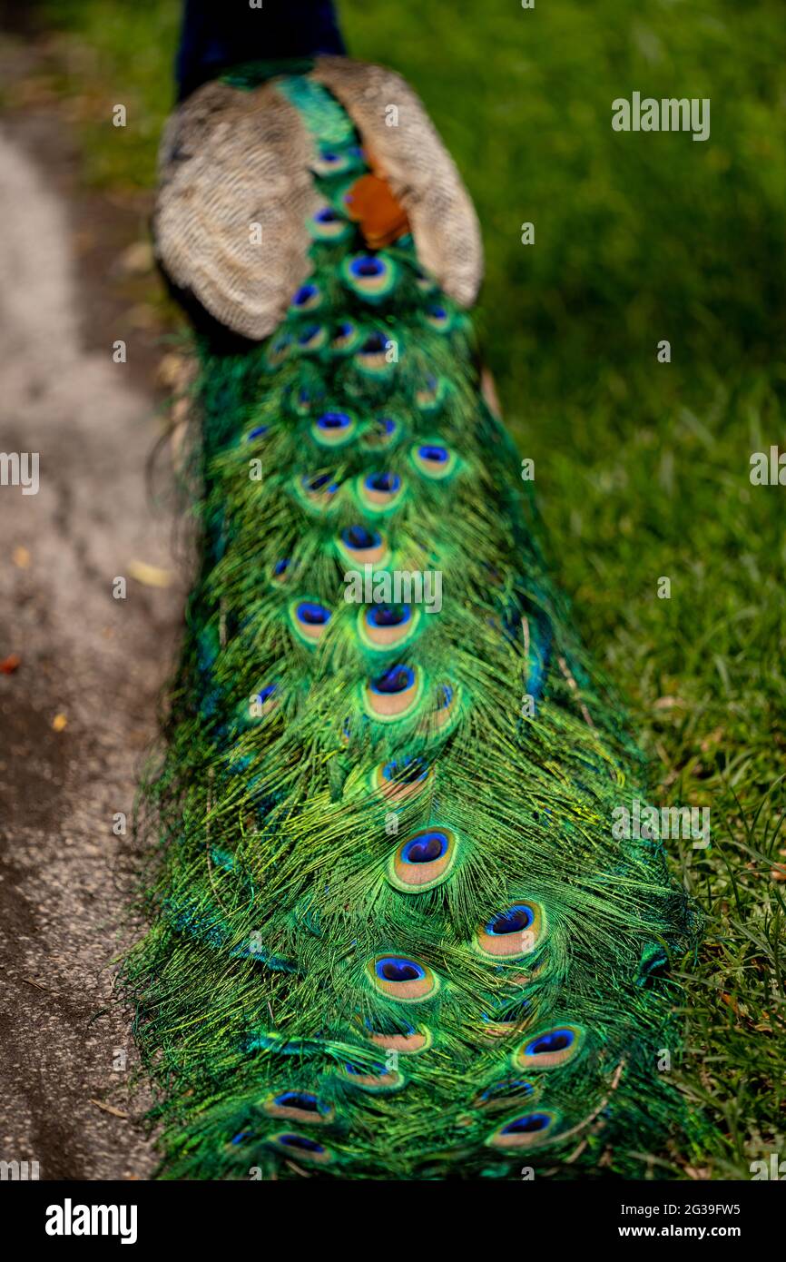 Peacock bird colorful hi-res stock photography and images - Alamy