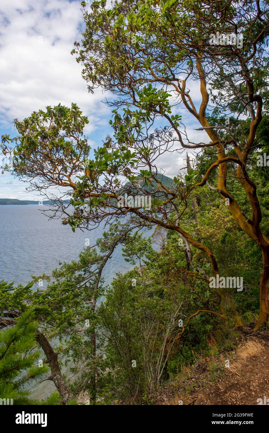 The sound of trees hi-res stock photography and images - Alamy