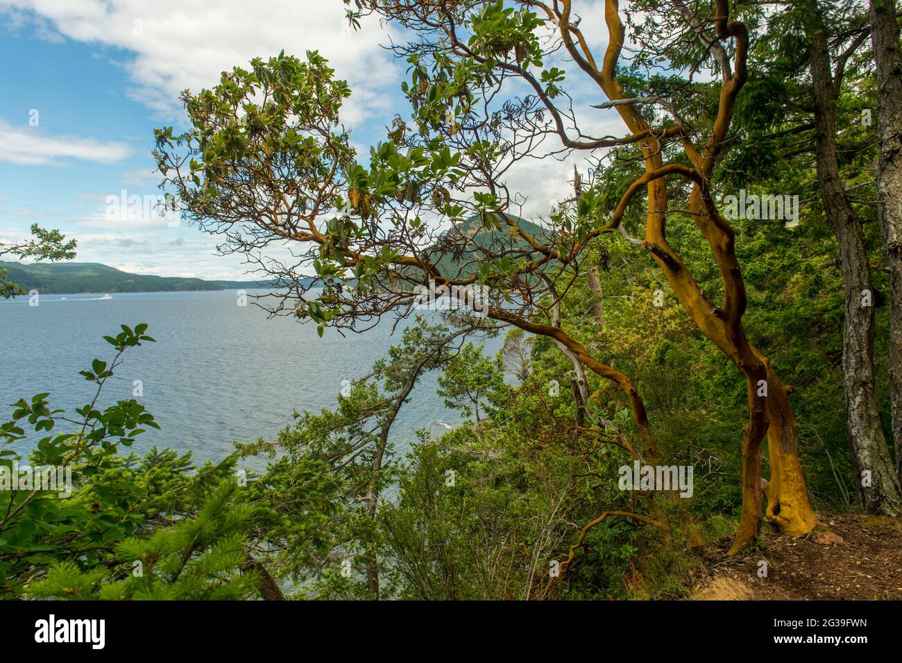 View of East Sound with Madrona trees in the foreground from the ...