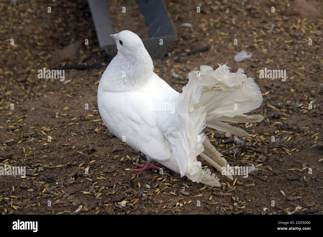 Homing doves hi-res stock photography and images - Alamy