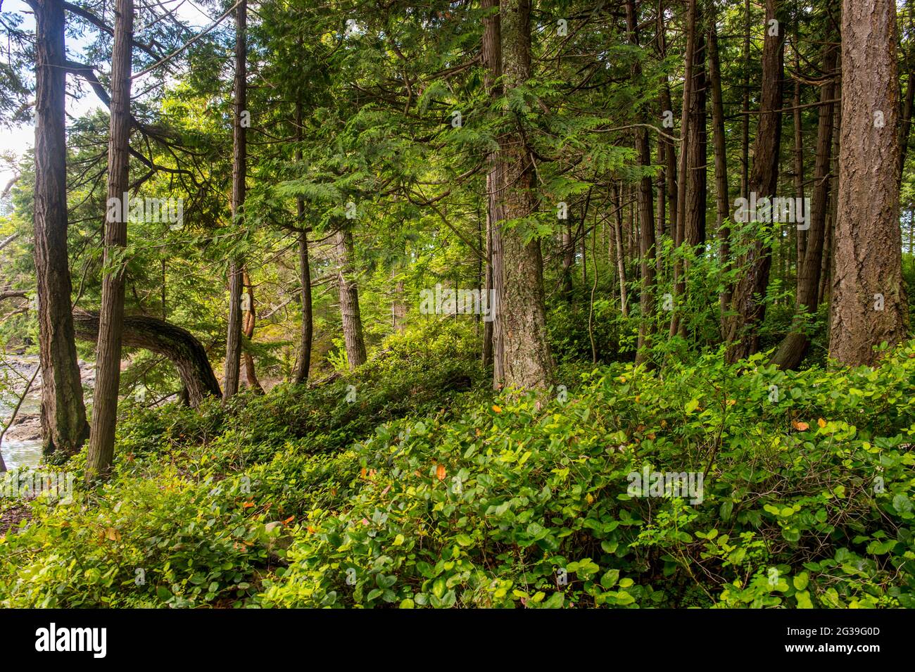Obstruction pass state park trail hi-res stock photography and images ...