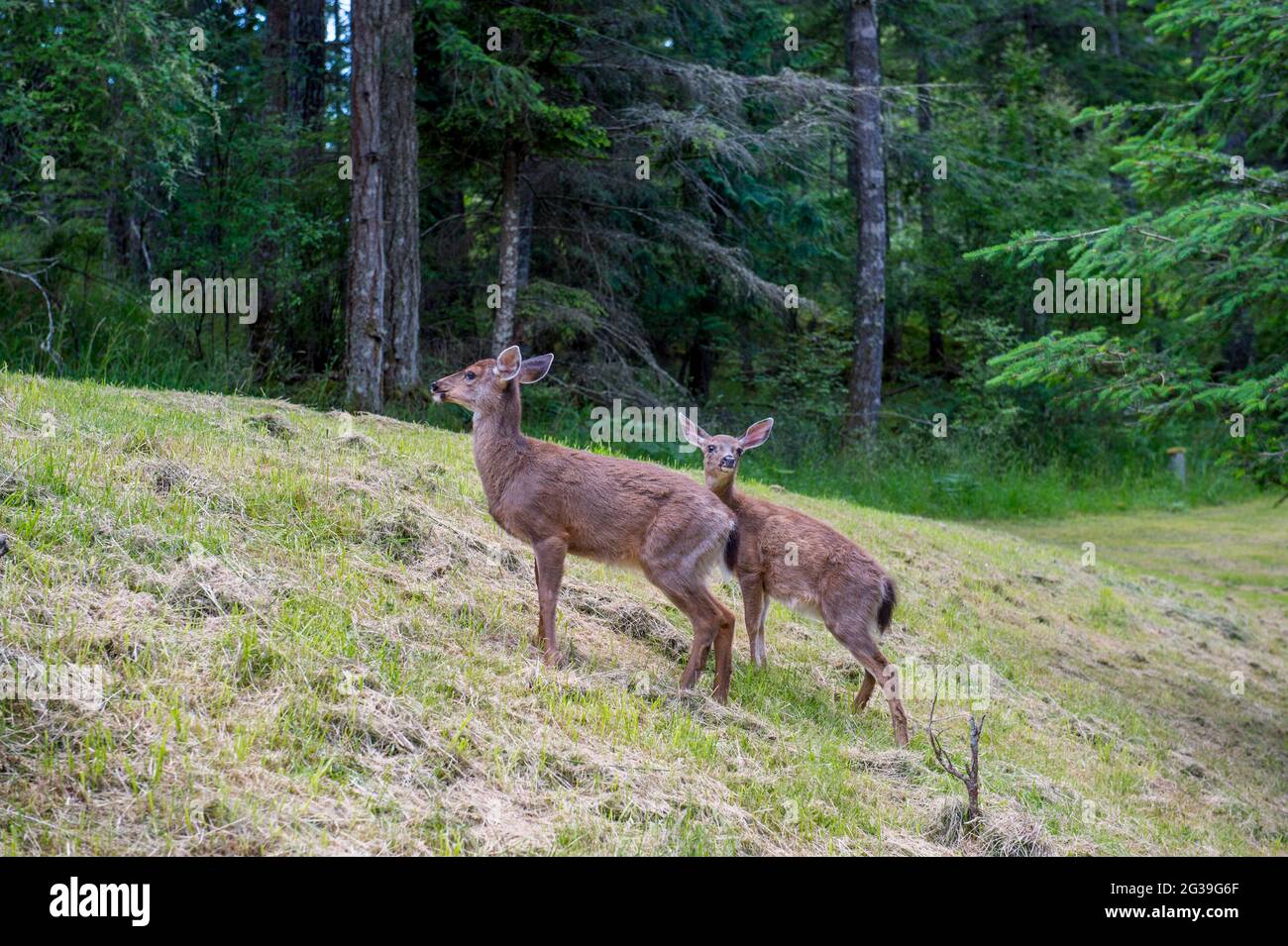 Female black tailed deer in moran state park on orcas island hi-res ...