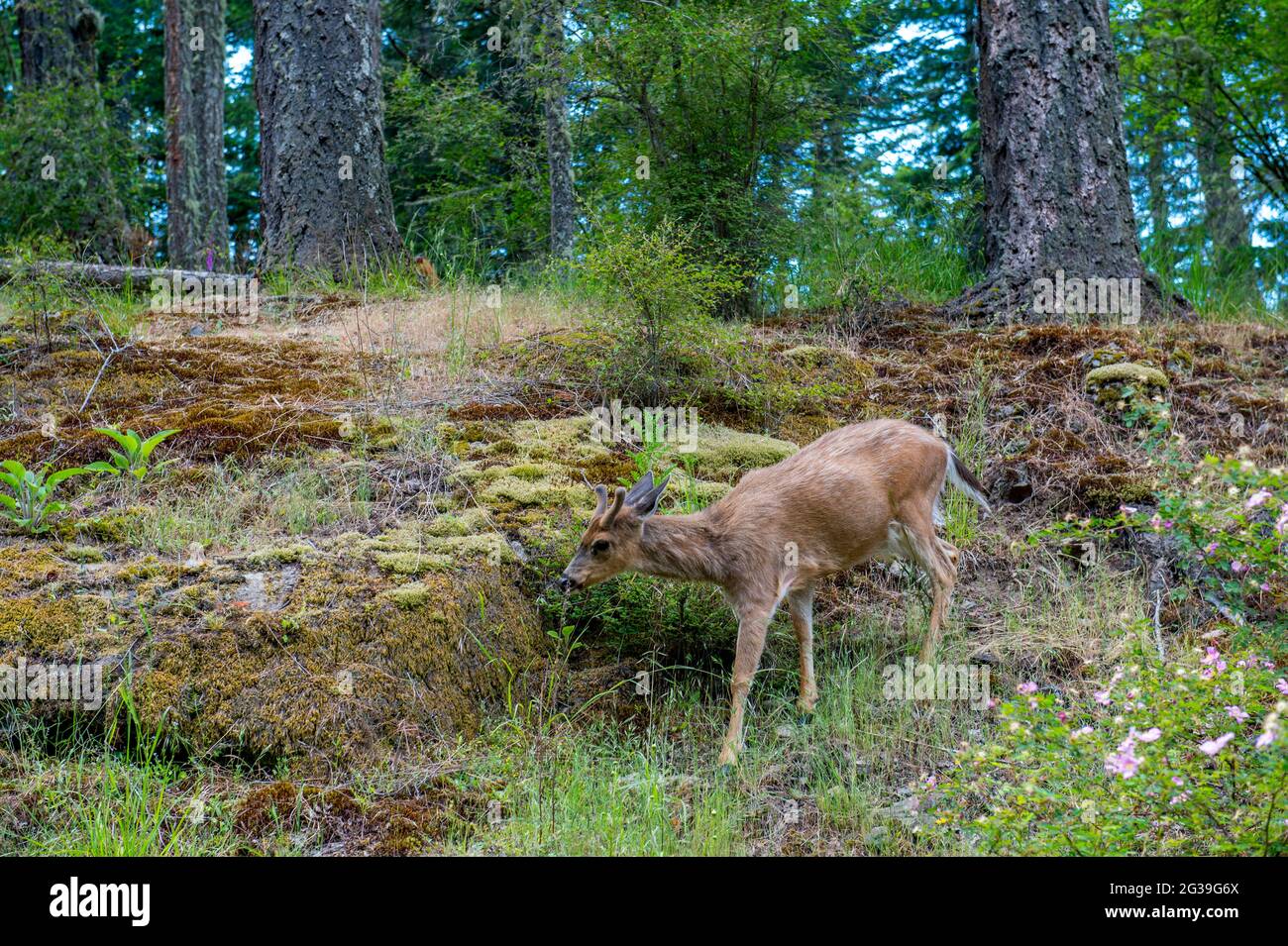 A male (stag) black-tailed deer in Moran State Park on Orcas Island ...