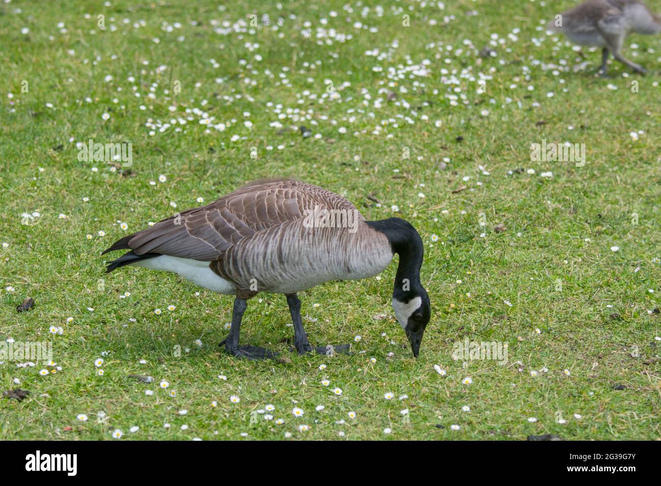 A Canada goose is feeding on grass in Moran State Park on Orcas Island ...