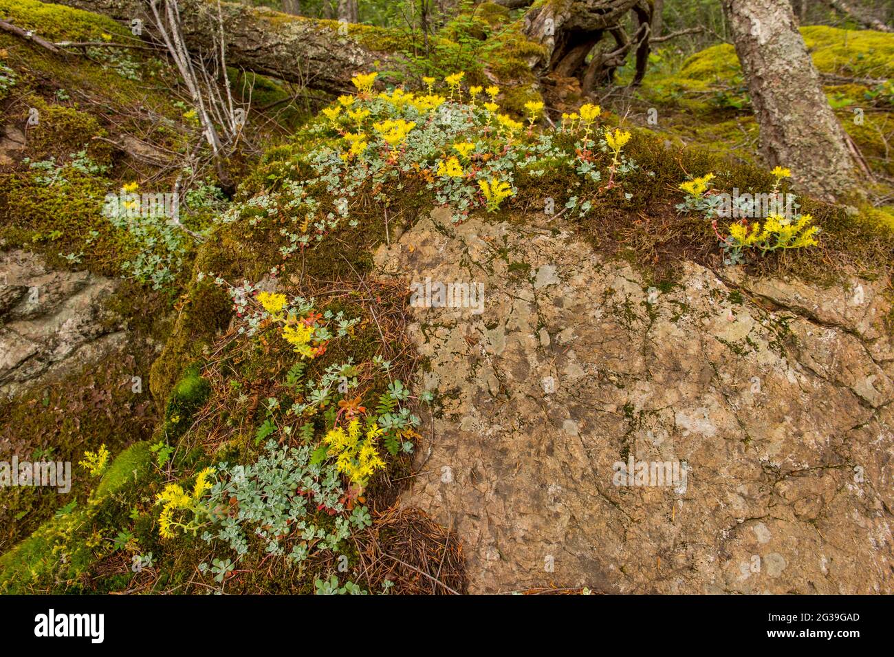 Sedum spathulifolium (Broadleaf Stonecrop) growing on a rock at Cascade ...