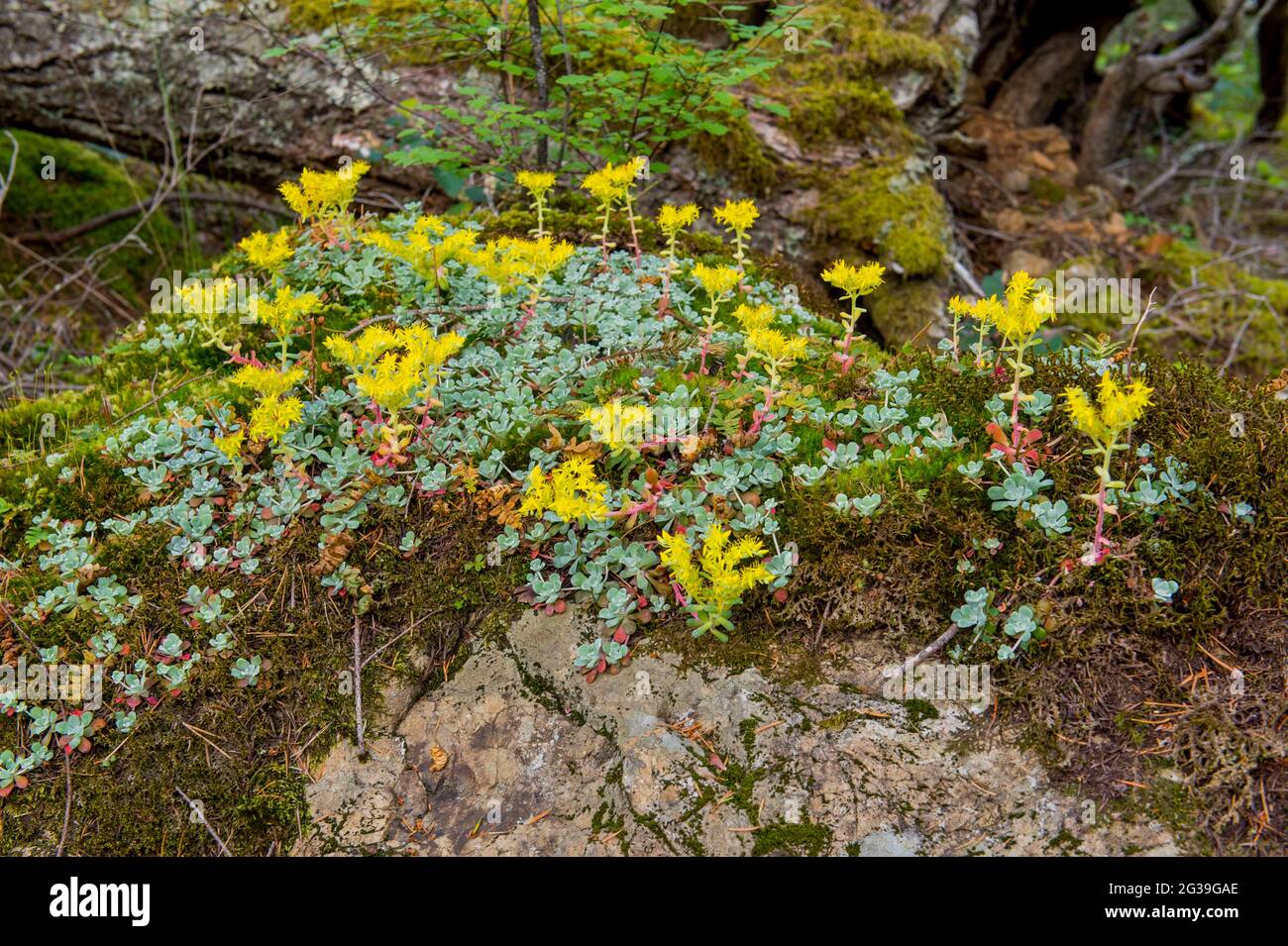 Sedum spathulifolium (Broadleaf Stonecrop) growing on a rock at Cascade ...