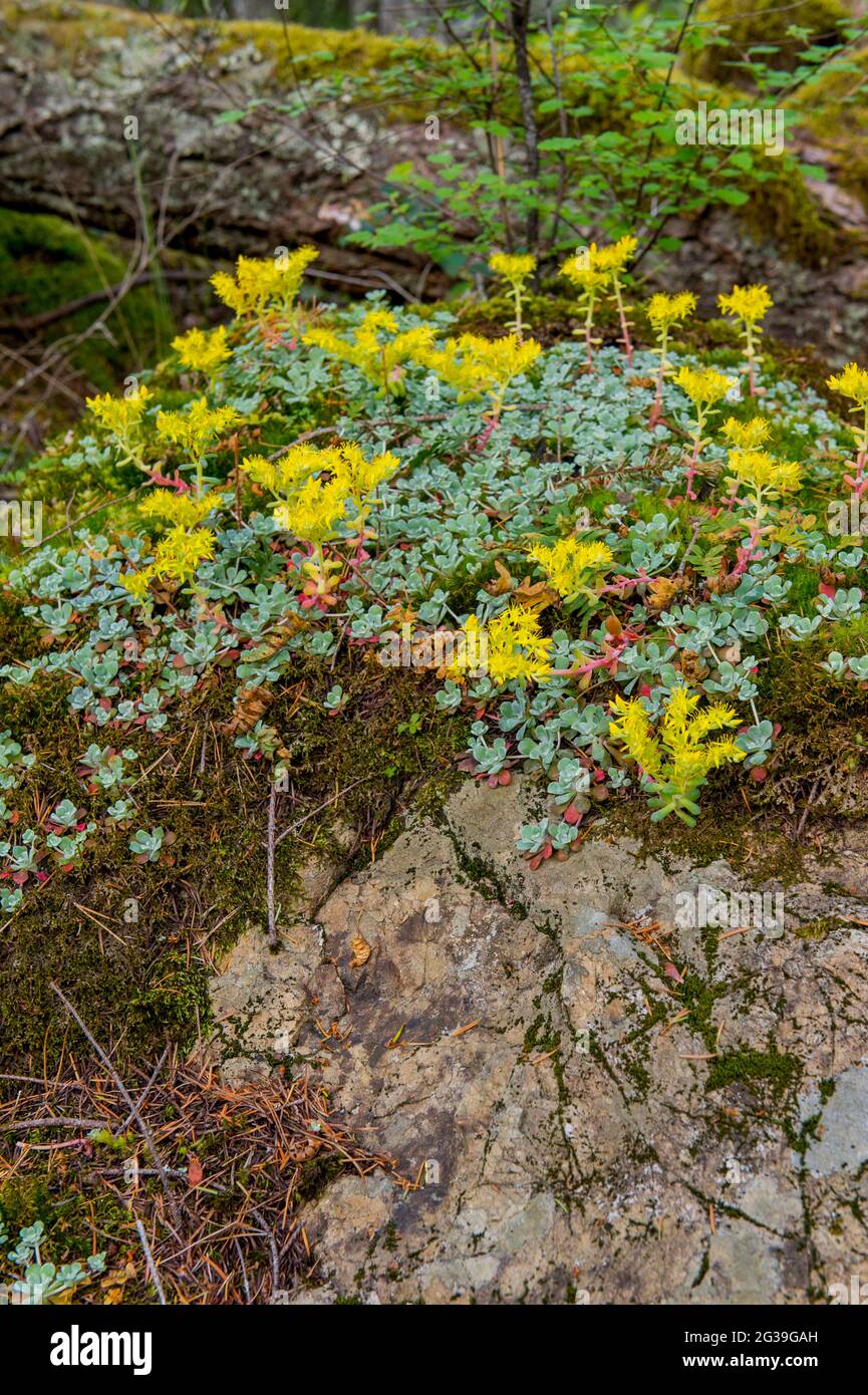 Sedum spathulifolium (Broadleaf Stonecrop) growing on a rock at Cascade ...