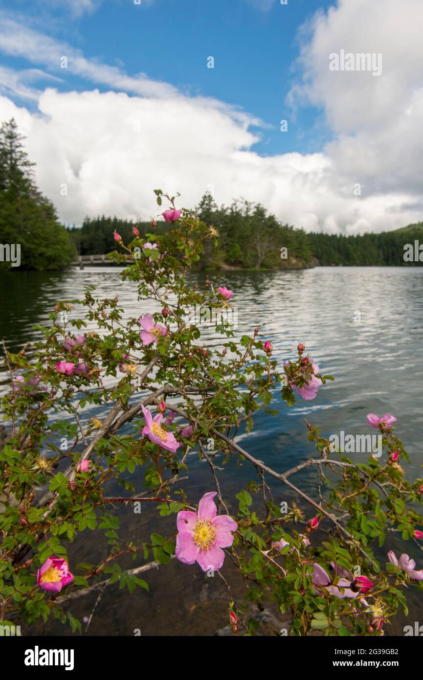 Nootka Roses (Rosa nutkana var. nutkana) growing on the shore of ...