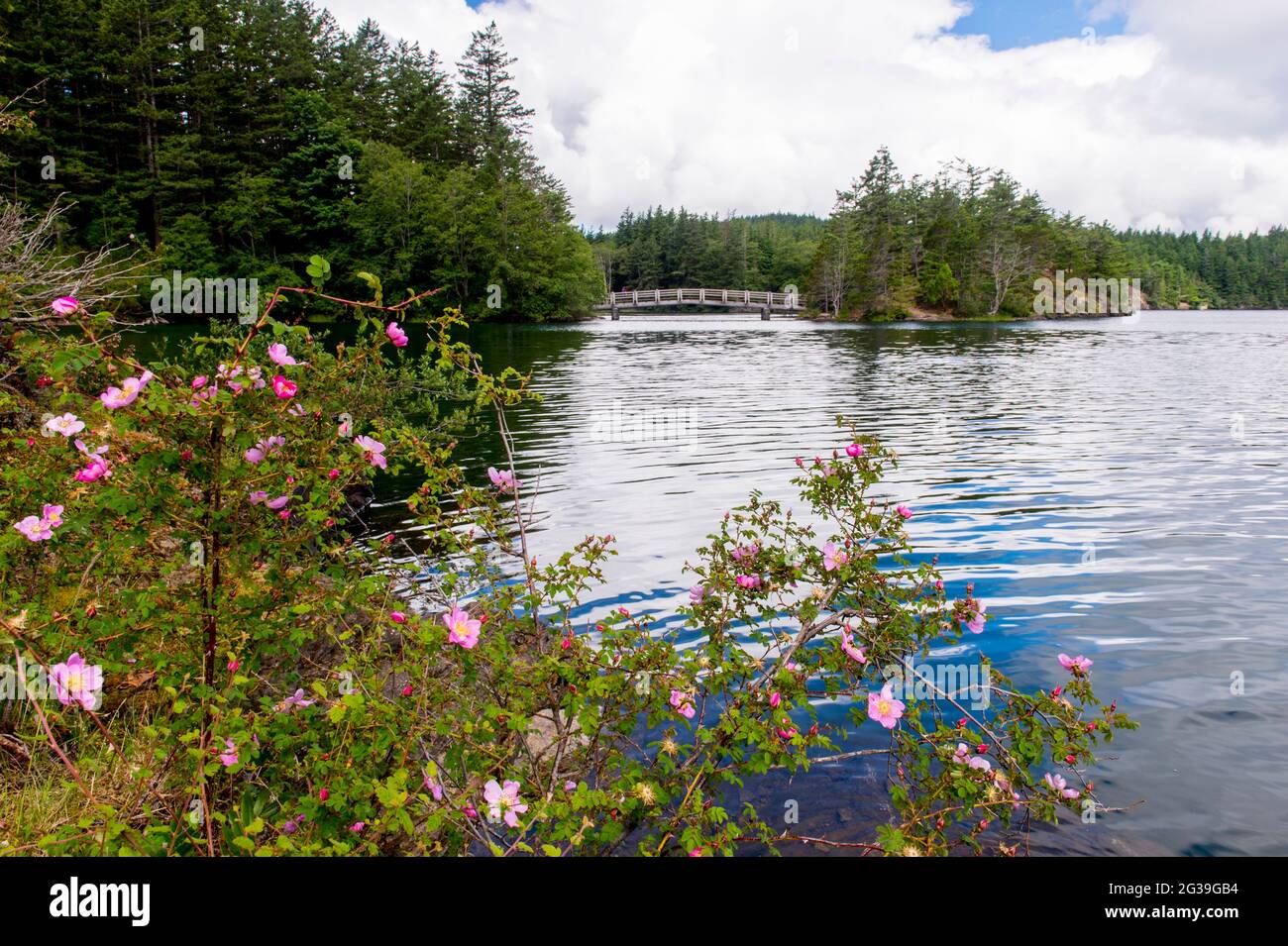 Nootka Roses (Rosa nutkana var. nutkana) growing on the shore of ...